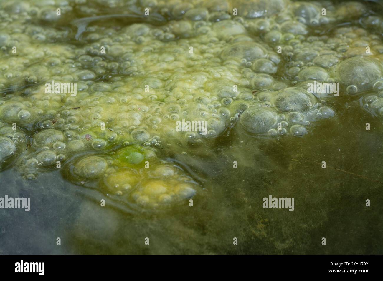 Green bubbles slimy algae floating on the surface of the water Stock ...