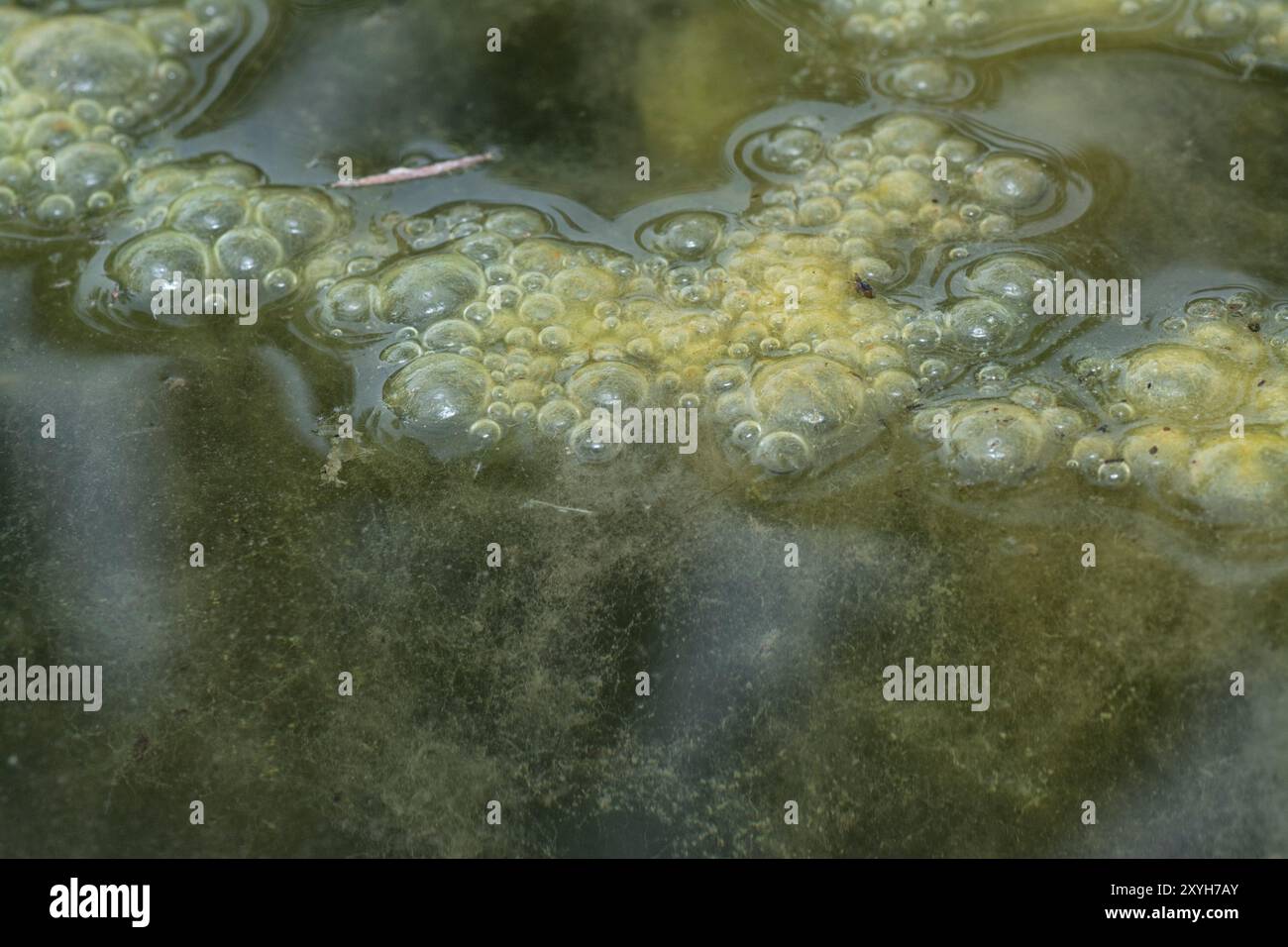 Green bubbles slimy algae floating on the surface of the water Stock ...
