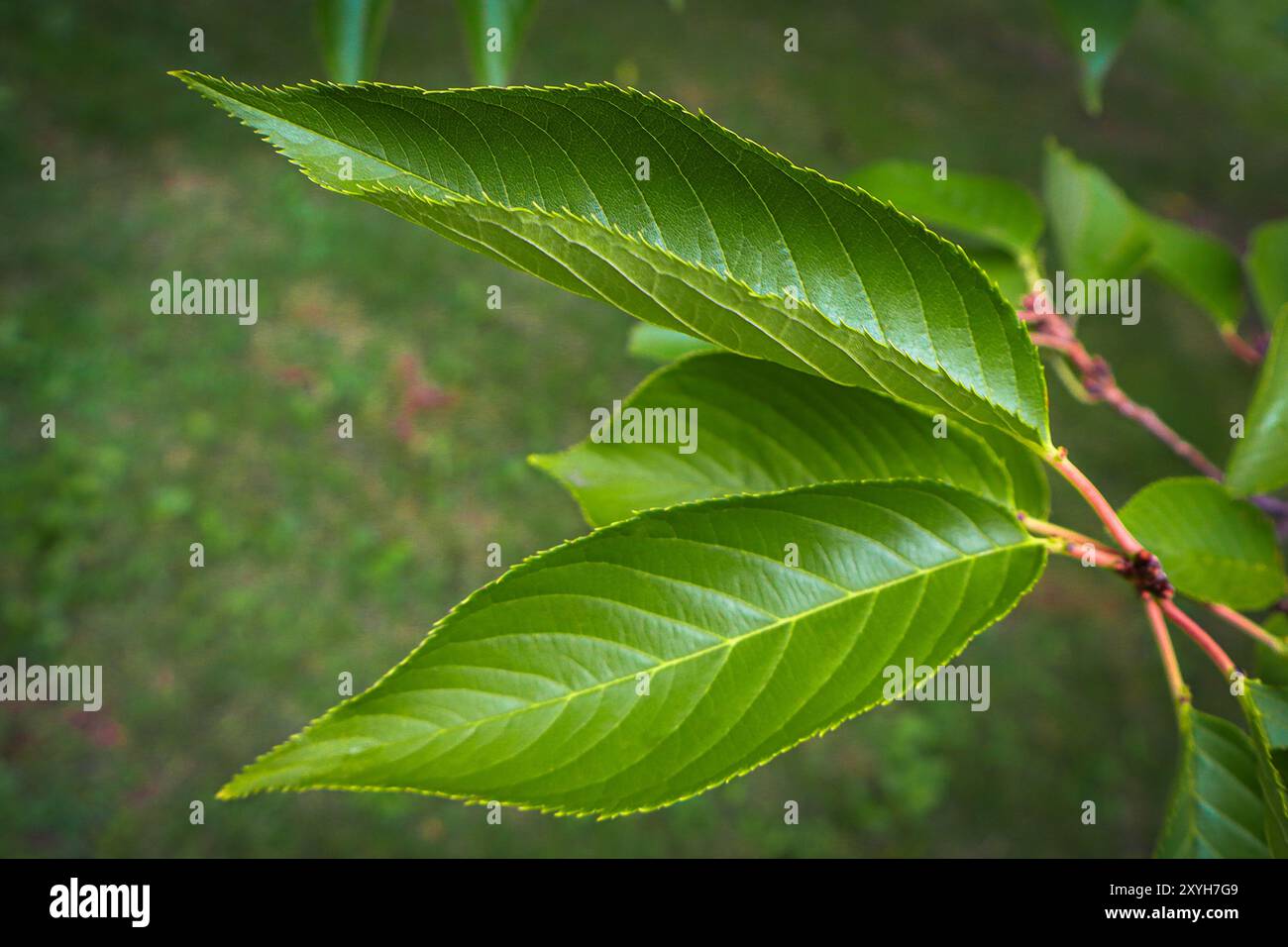 Cherry blossom tree leaf hi-res stock photography and images - Alamy