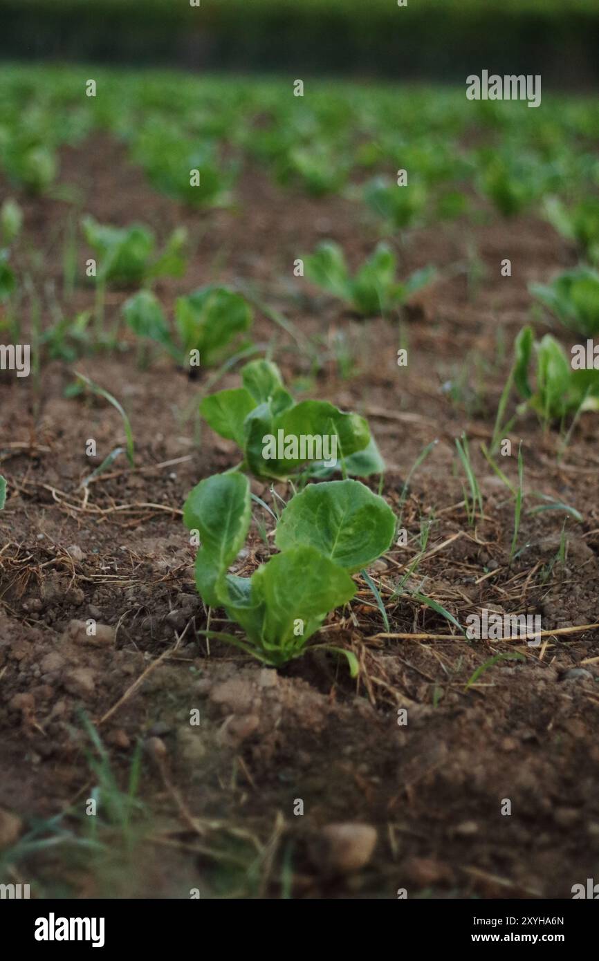 Image captures fertile agricultural hi-res stock photography and images ...