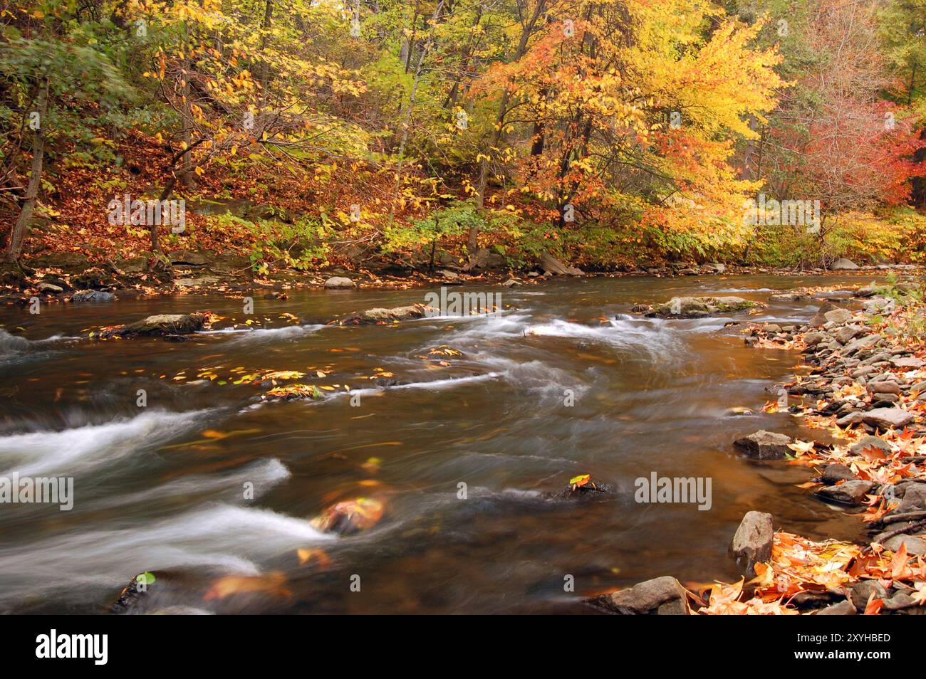 The autumn colors burst along a river in a forest on a rainy fall day ...