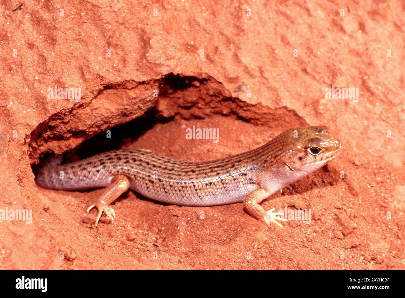 Great Desert Skink Cartoon Great Desert Skink Australian Lizard Stock
