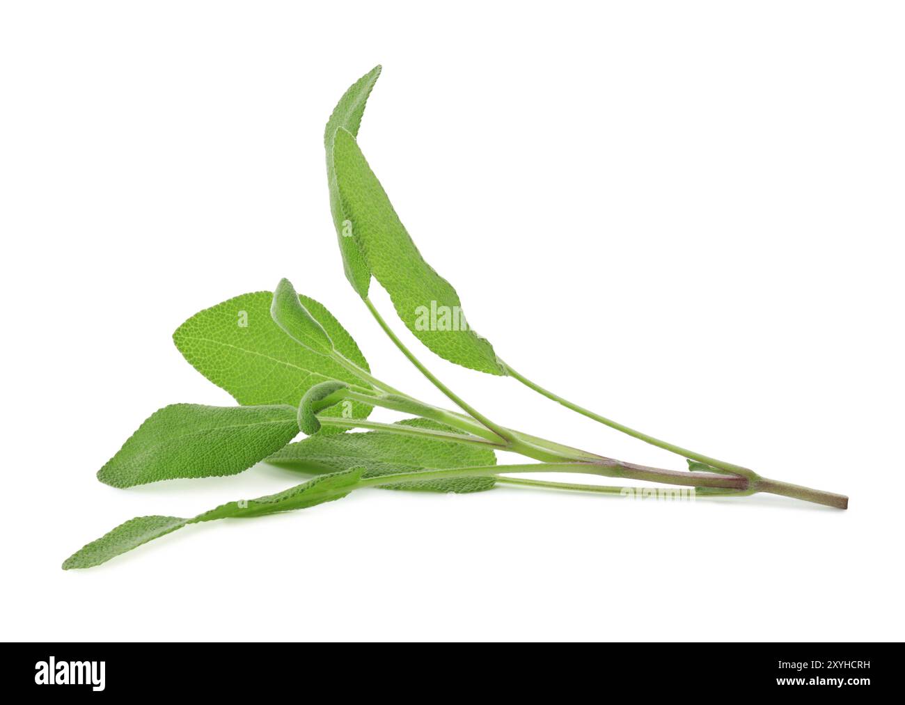 Branch of sage plant with green leaves isolated on white Stock Photo ...