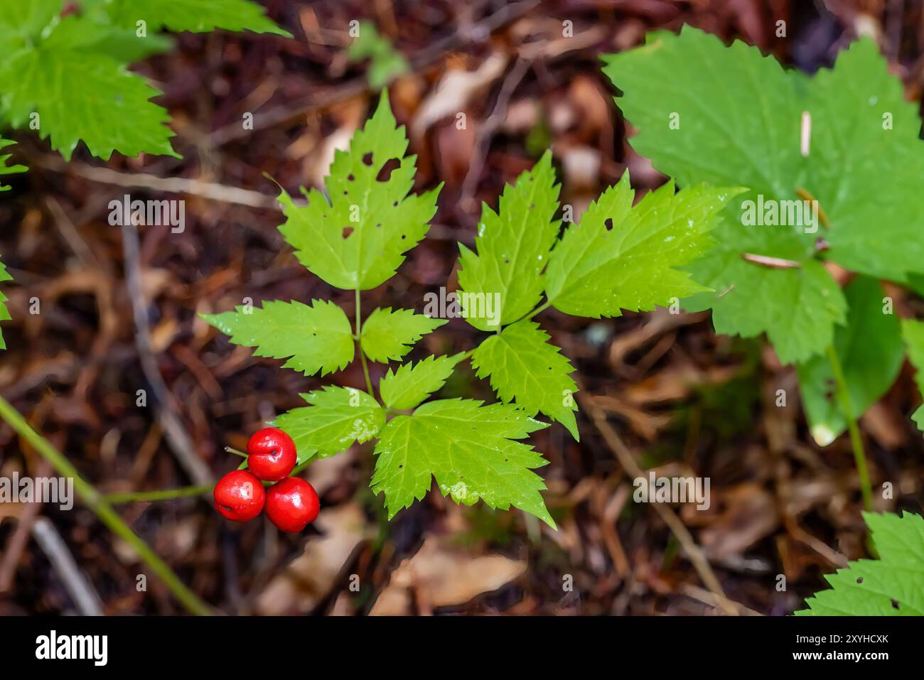 Baneberry actaea rubra hi-res stock photography and images - Alamy