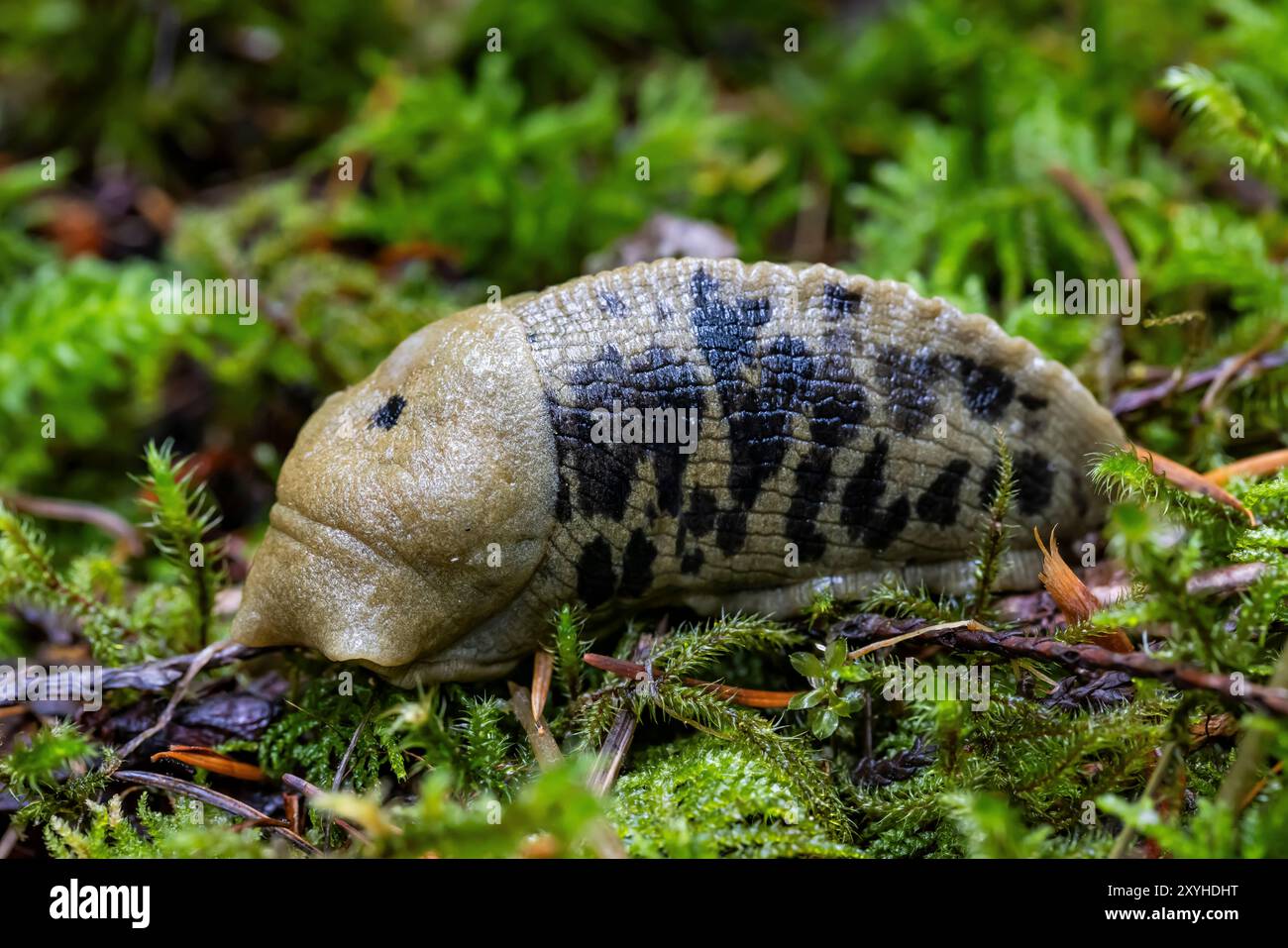 Pacific Banana Slug, Ariolimax columbianus, on moss at Staircase ...