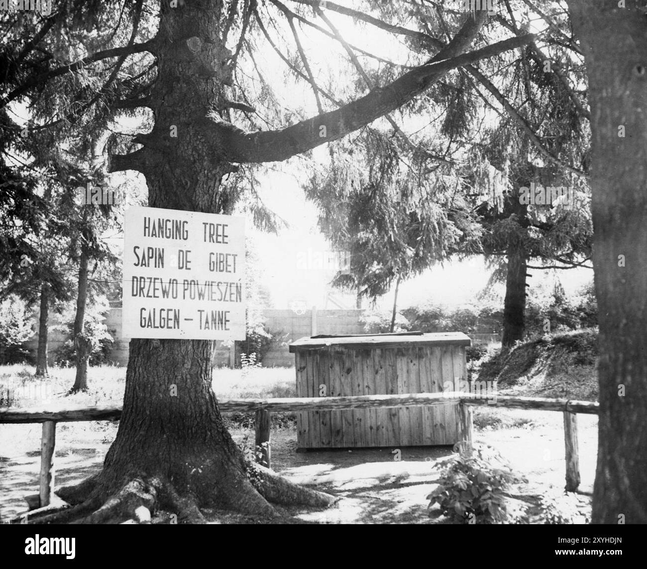 The hanging tree in dachau. Dachau was the first nazi concentration ...