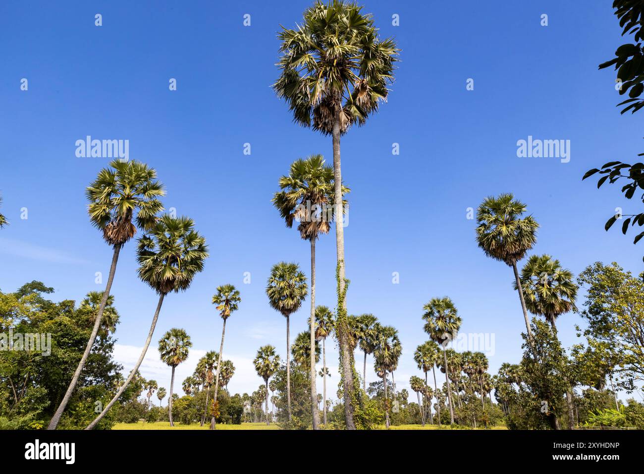 Palm trees in the paddy field, Kampong Chhnang, Cambodia Stock Photo ...