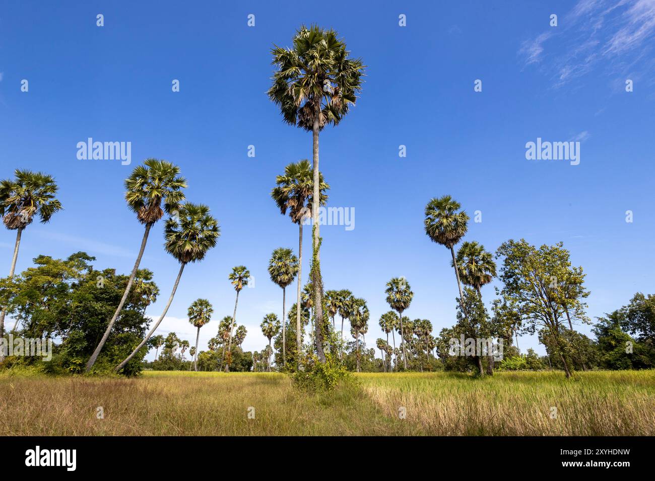 Palm trees in the paddy field, Kampong Chhnang, Cambodia Stock Photo ...
