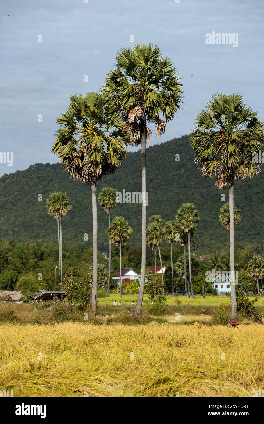 Palm trees in the paddy field, Kampong Chhnang, Cambodia Stock Photo ...