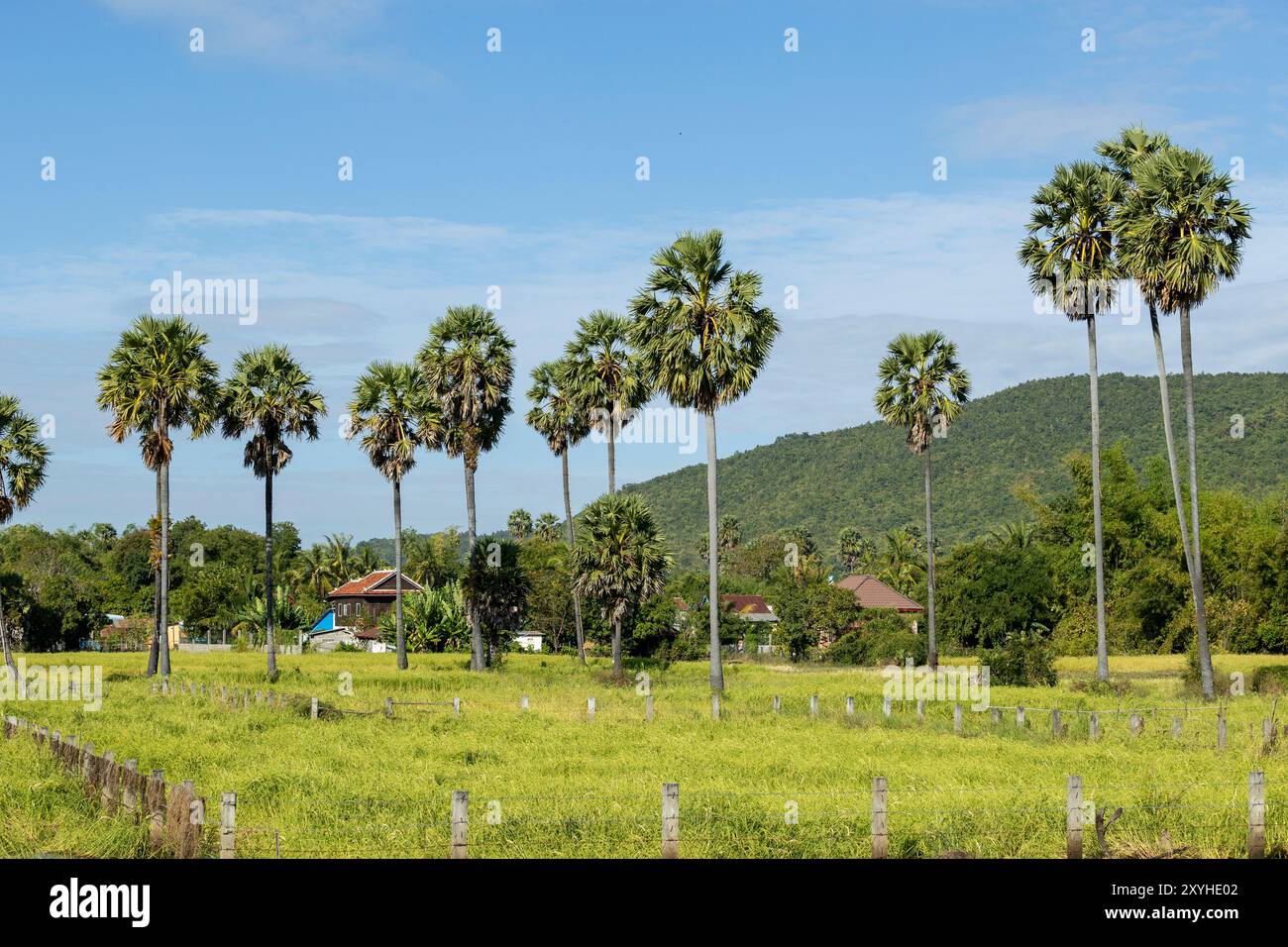 Palm trees in the paddy field, Kampong Chhnang, Cambodia Stock Photo ...