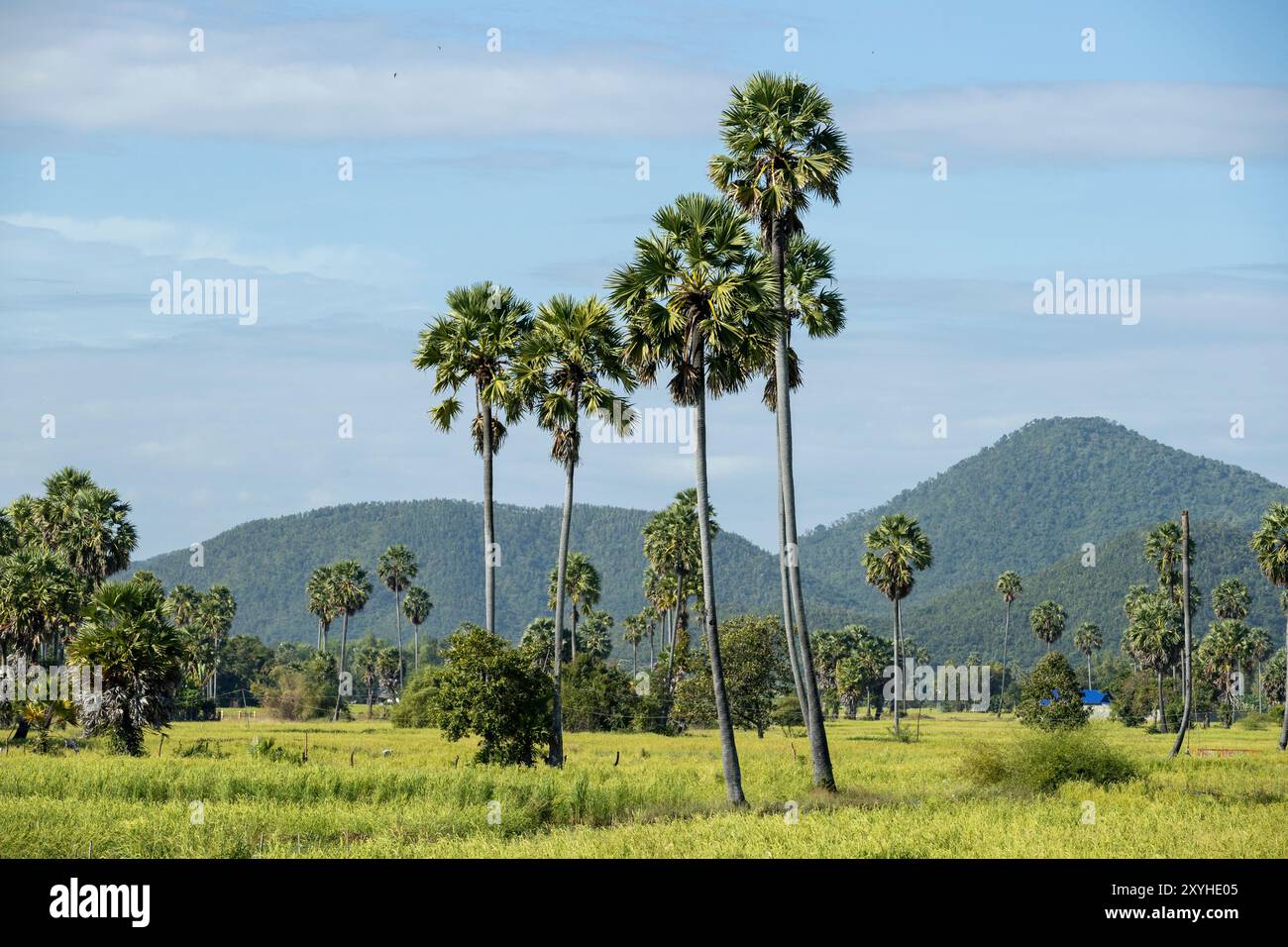 Palm trees in the paddy field, Kampong Chhnang, Cambodia Stock Photo ...