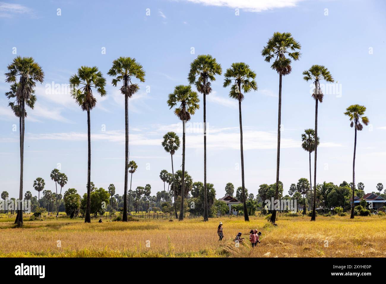 Palm trees in the paddy field, Kampong Chhnang, Cambodia Stock Photo ...