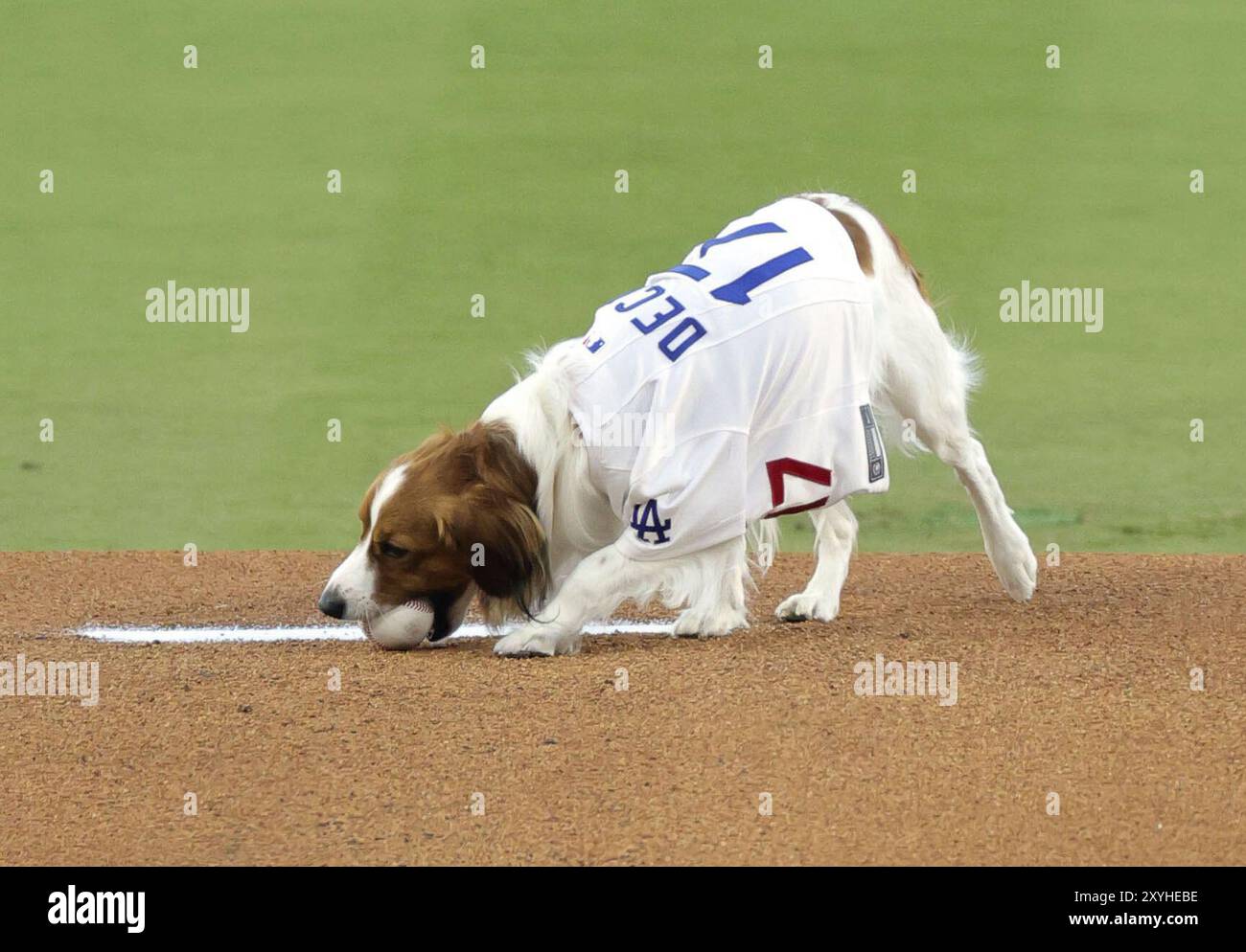 Shohei Ohtani's dog Decoy, also known as Dekopin in Japanese, delivers ...
