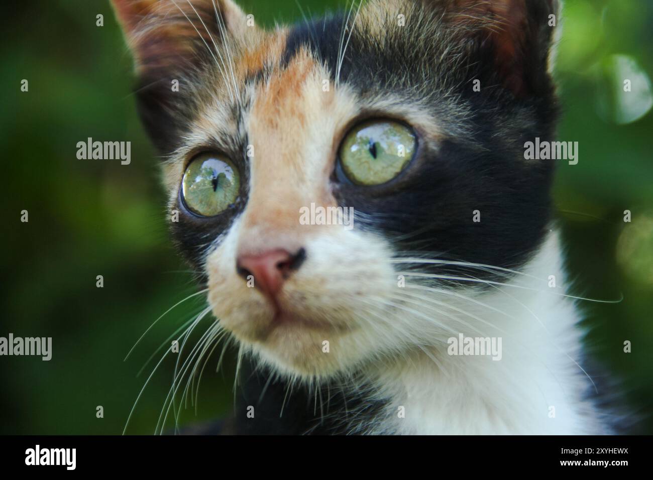 Close-up of a kitten's face in the front yard of the house Stock Photo ...