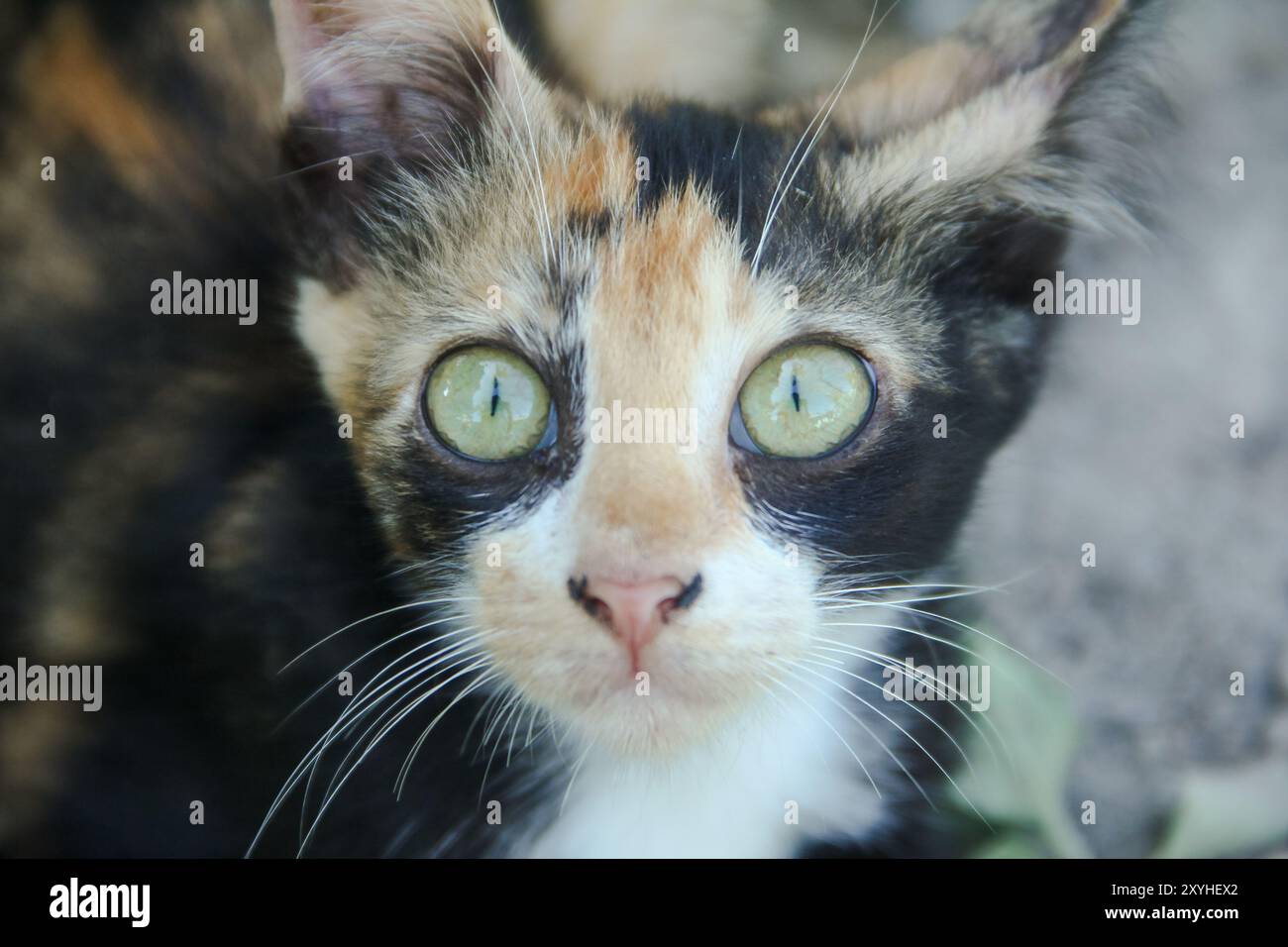 Close-up of a kitten's face in the front yard of the house Stock Photo ...