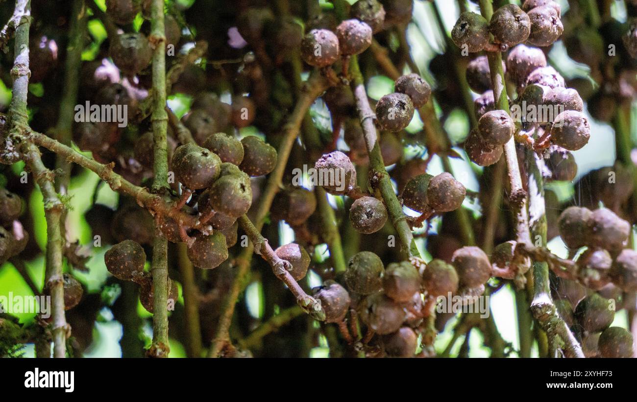 Ficus Pungens fruit. Ficus is a genus of about 850 species of woody ...