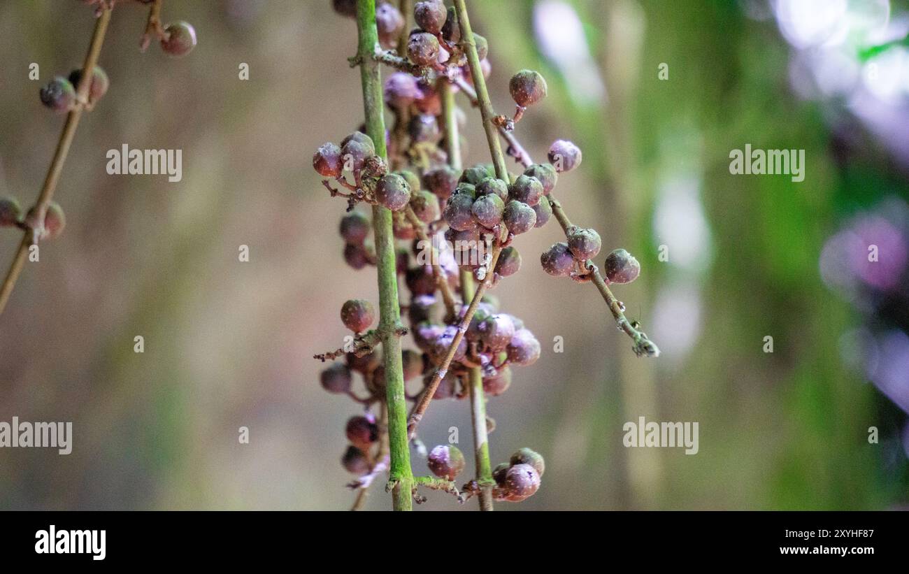 Ficus Pungens fruit. Ficus is a genus of about 850 species of woody ...