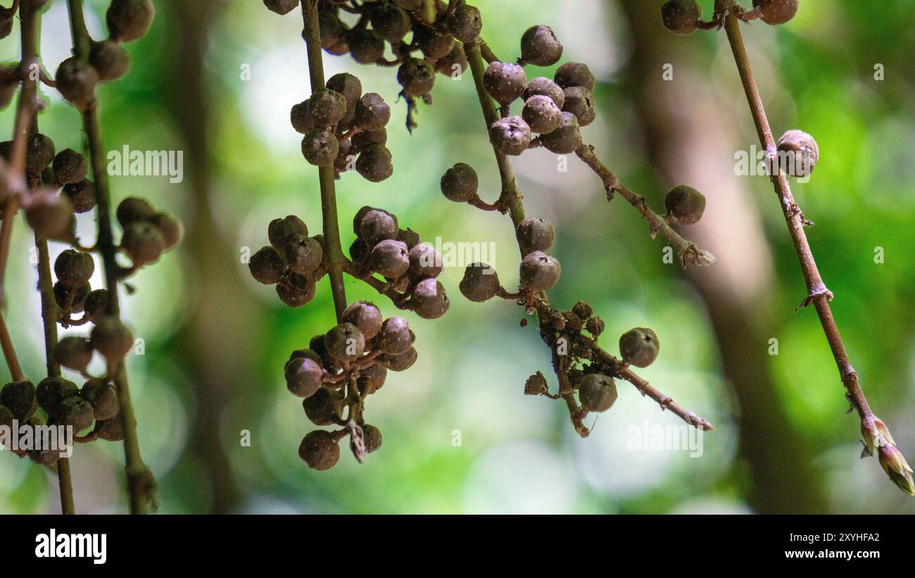 Ficus Pungens fruit. Ficus is a genus of about 850 species of woody ...