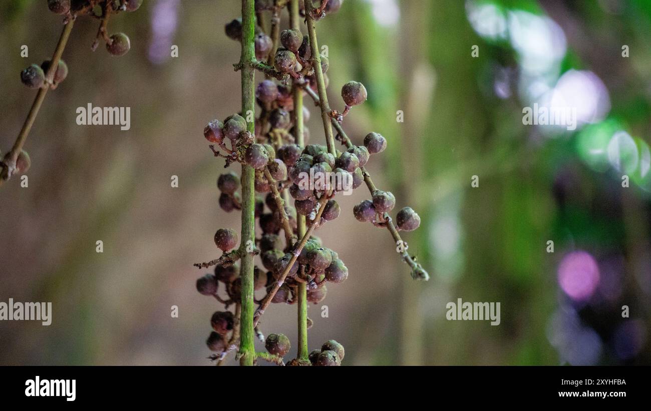 Ficus Pungens fruit. Ficus is a genus of about 850 species of woody ...