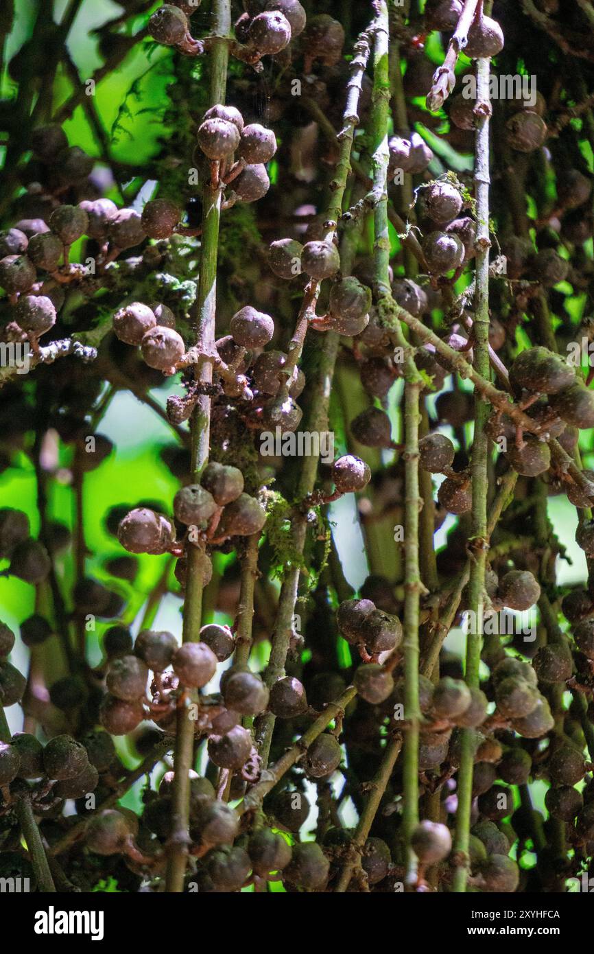 Ficus Pungens fruit. Ficus is a genus of about 850 species of woody ...