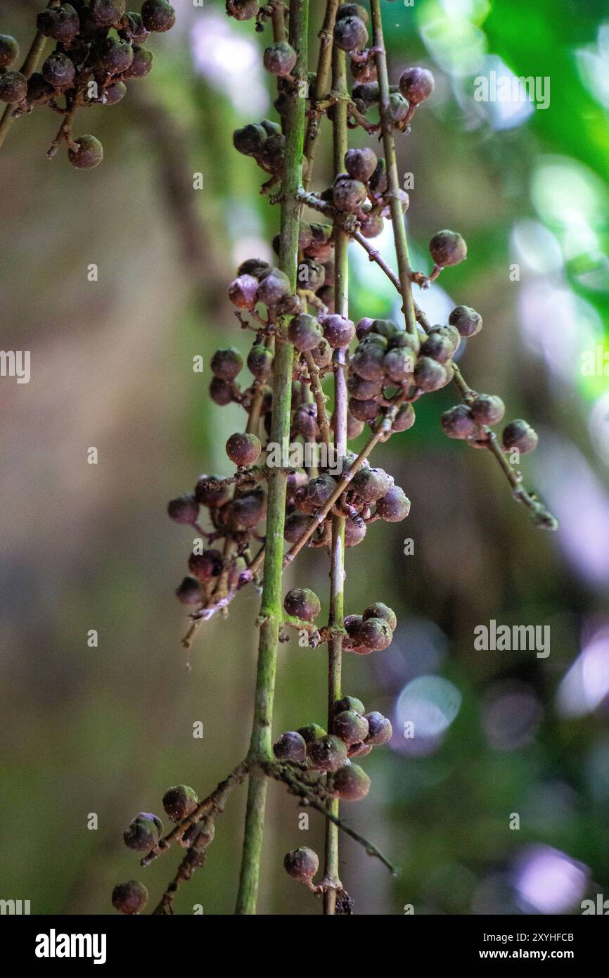 Ficus Pungens fruit. Ficus is a genus of about 850 species of woody ...