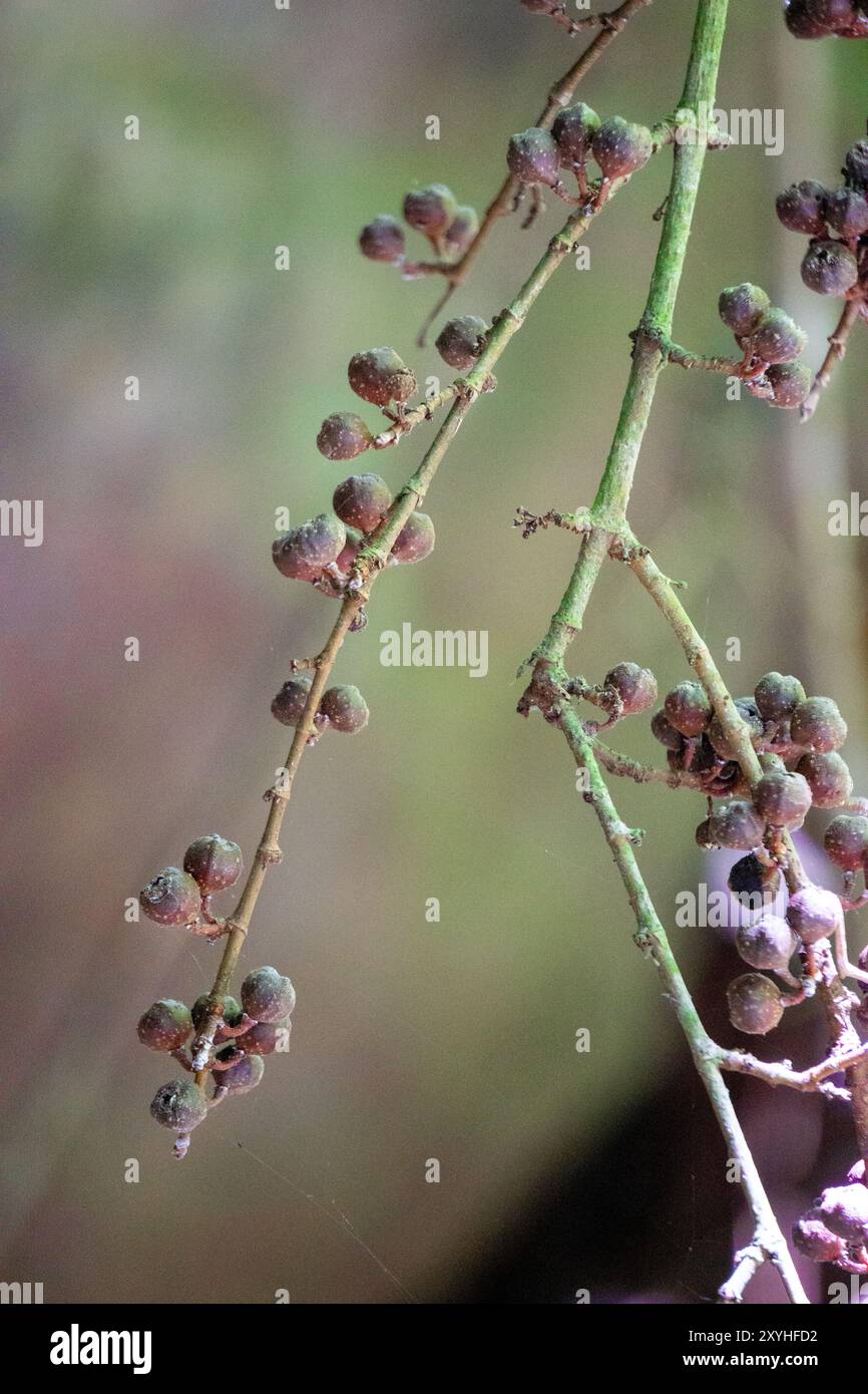 Ficus Pungens fruit. Ficus is a genus of about 850 species of woody ...
