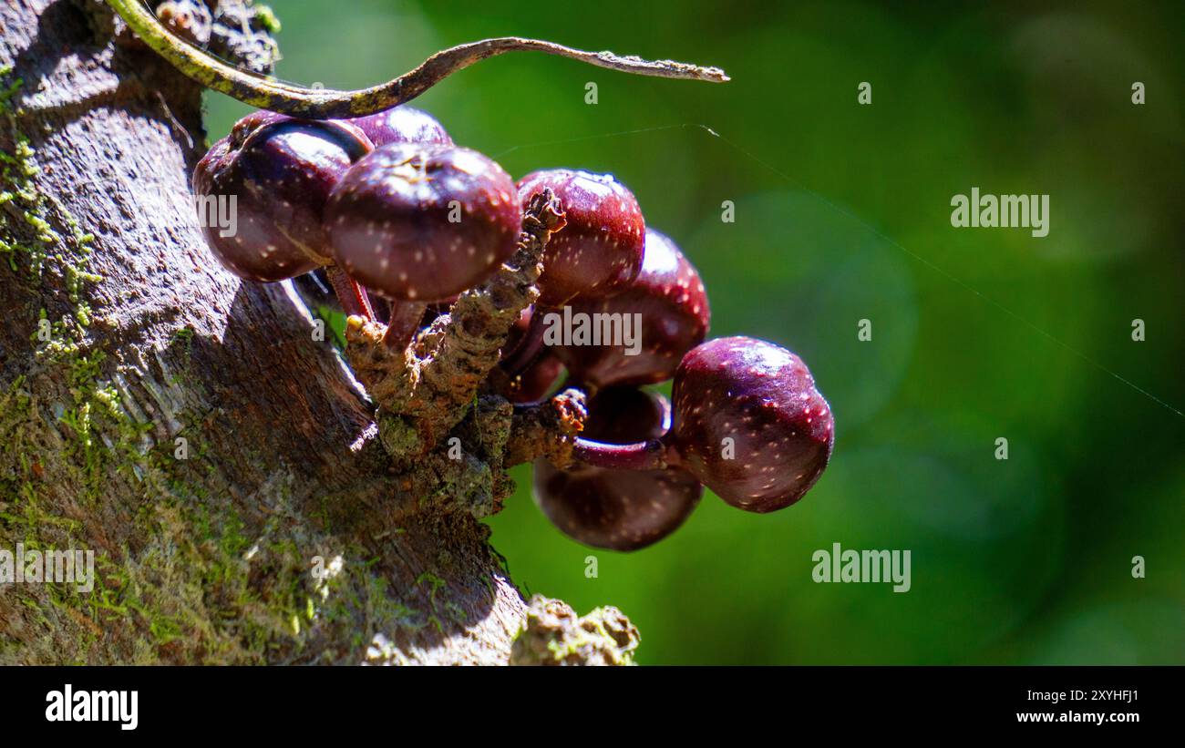 Ficus glomerata hi-res stock photography and images - Alamy