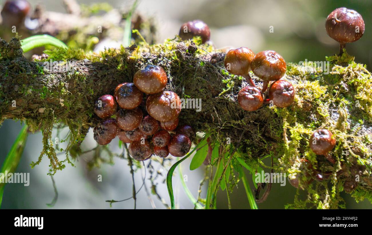 Ficus racemosa (loa, lo, elo, cluster fig, Ficus glomerata) frit on the ...