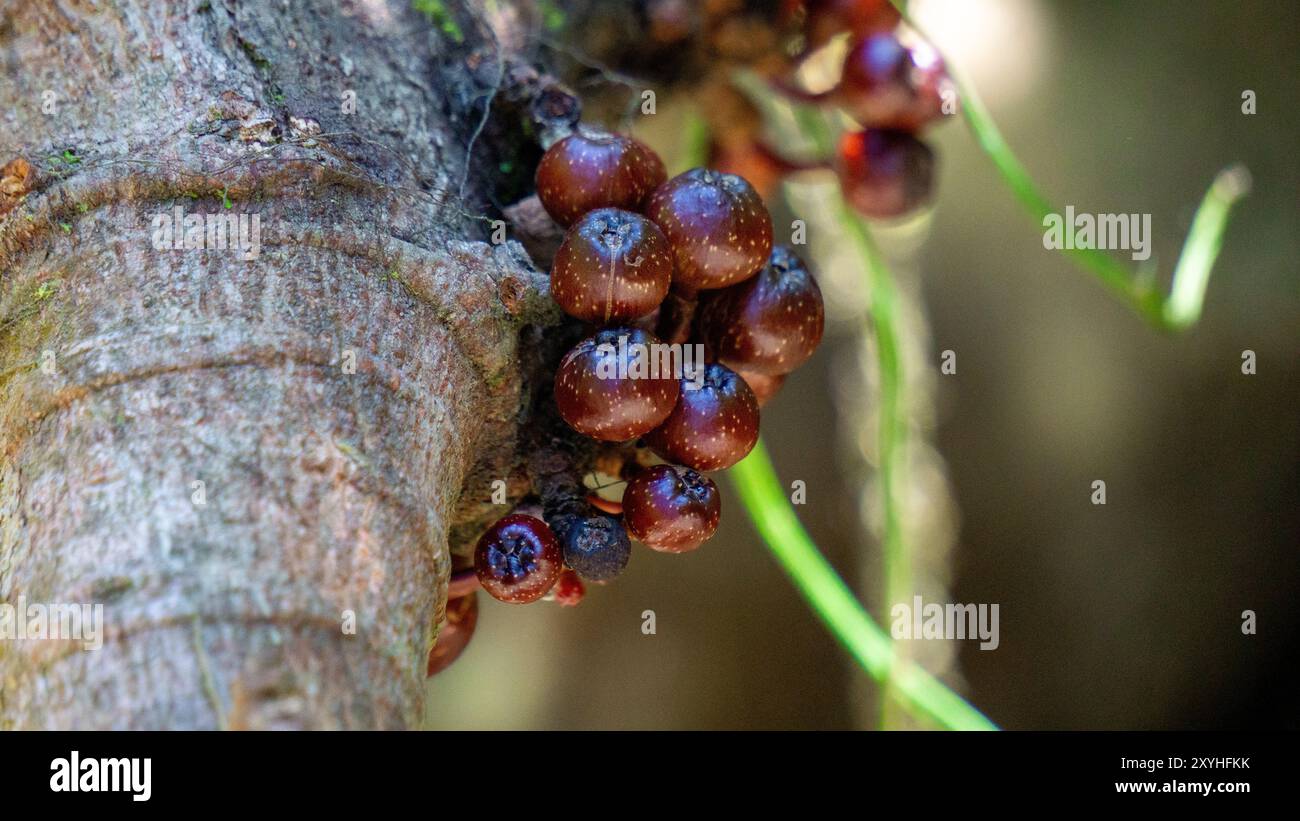 Ficus racemosa glomerata cluster hi-res stock photography and images ...