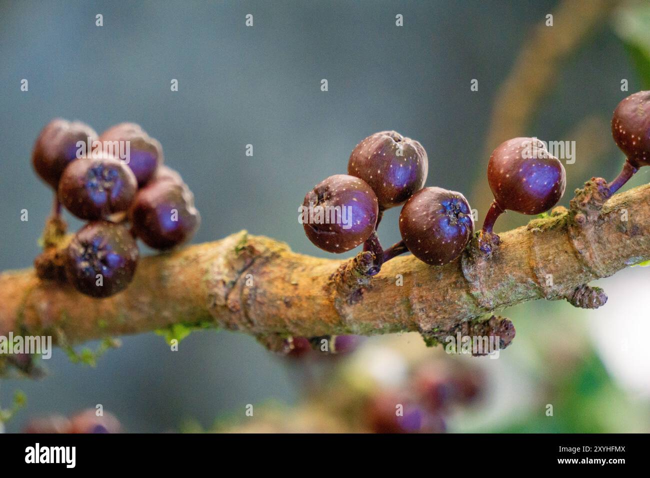 Ficus racemosa (loa, lo, elo, cluster fig, Ficus glomerata) frit on the ...