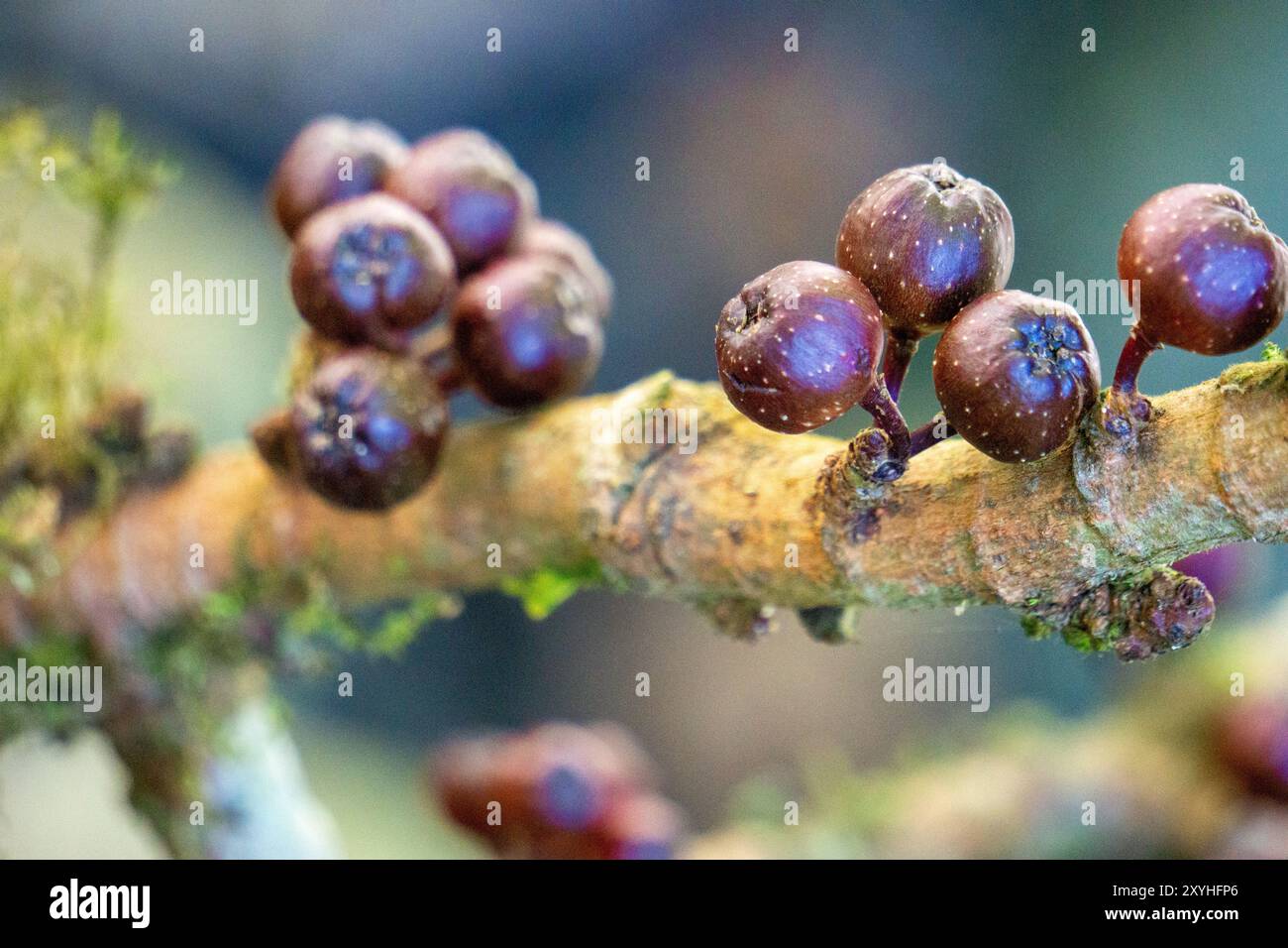 Ficus racemosa (loa, lo, elo, cluster fig, Ficus glomerata) frit on the ...