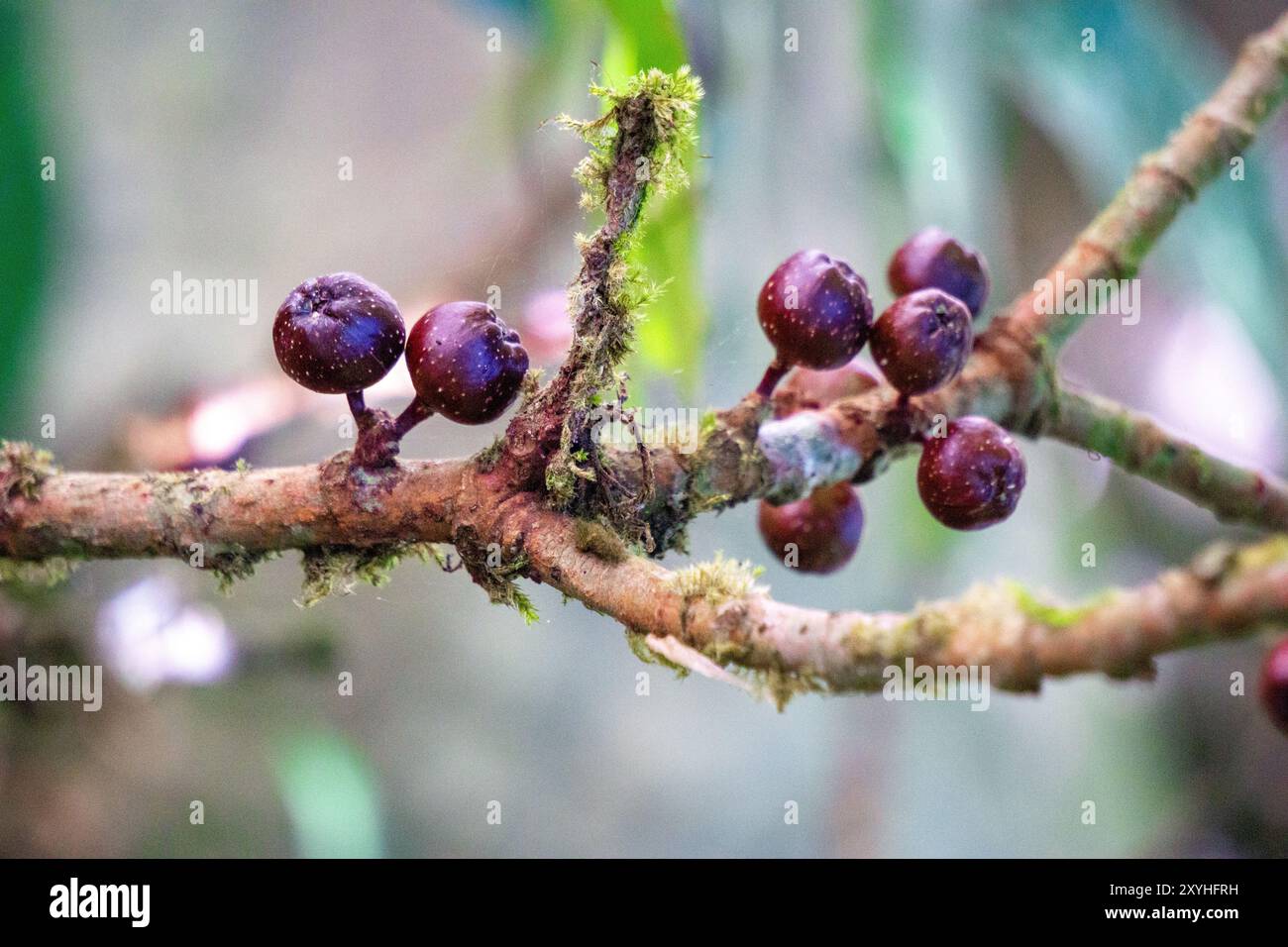 Ficus racemosa (loa, lo, elo, cluster fig, Ficus glomerata) frit on the ...