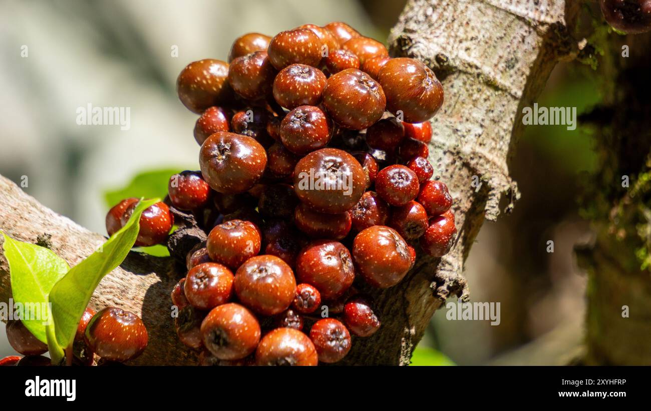 Ficus racemosa (loa, lo, elo, cluster fig, Ficus glomerata) frit on the ...