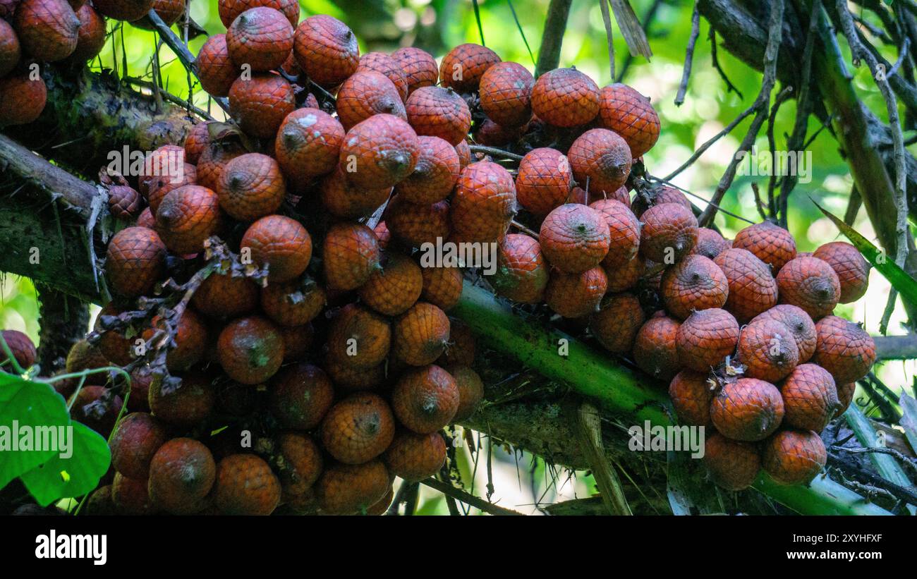 Ripe rattan fruit on the tree. The rattan fruit is edible, the texture ...