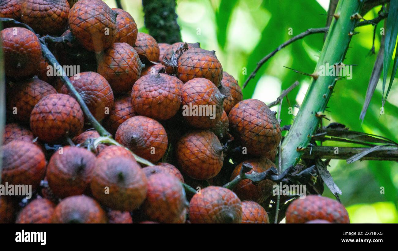 Ripe rattan fruit on the tree. The rattan fruit is edible, the texture ...