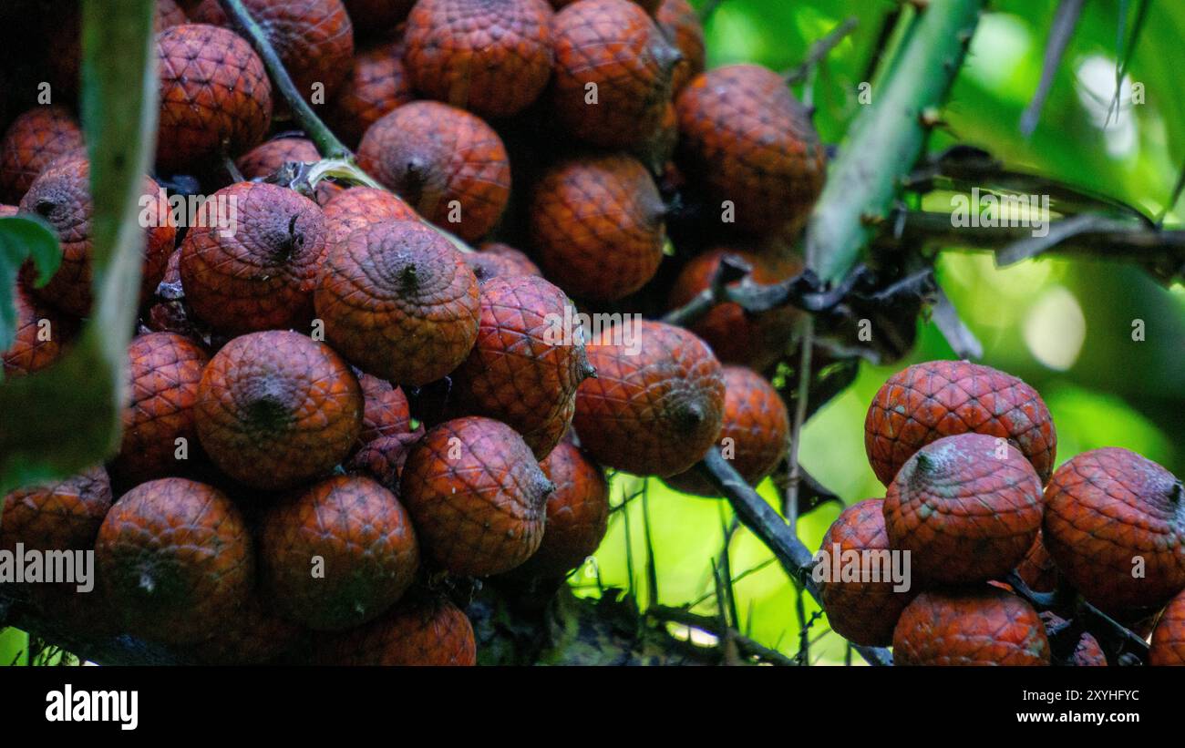 Ripe rattan fruit on the tree. The rattan fruit is edible, the texture ...