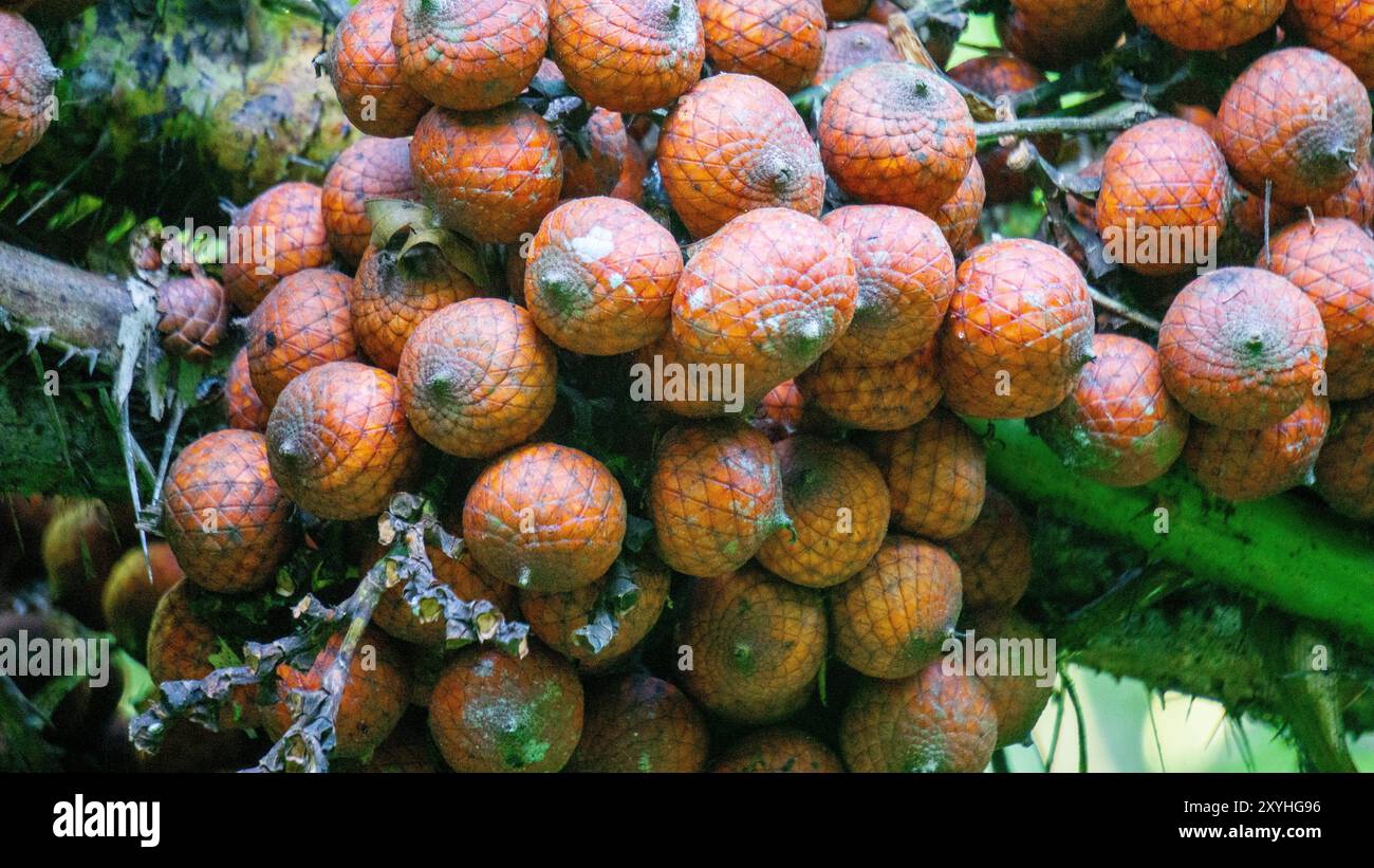 Ripe rattan fruit on the tree. The rattan fruit is edible, the texture ...