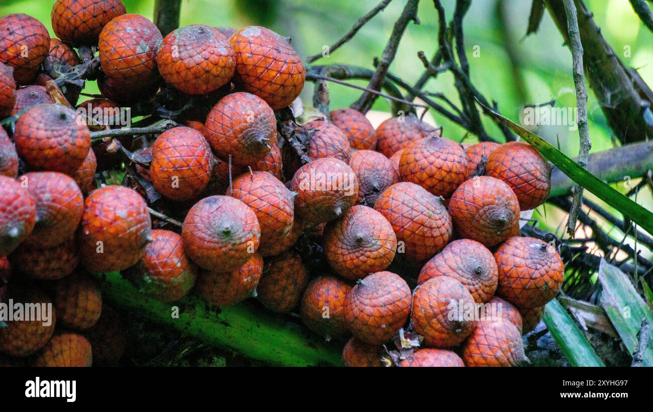 Ripe rattan fruit on the tree. The rattan fruit is edible, the texture ...