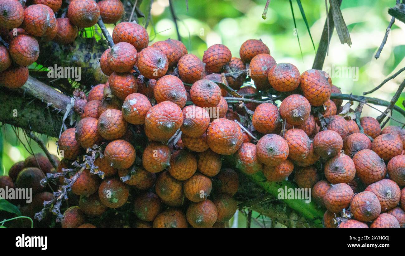 Ripe rattan fruit on the tree. The rattan fruit is edible, the texture ...