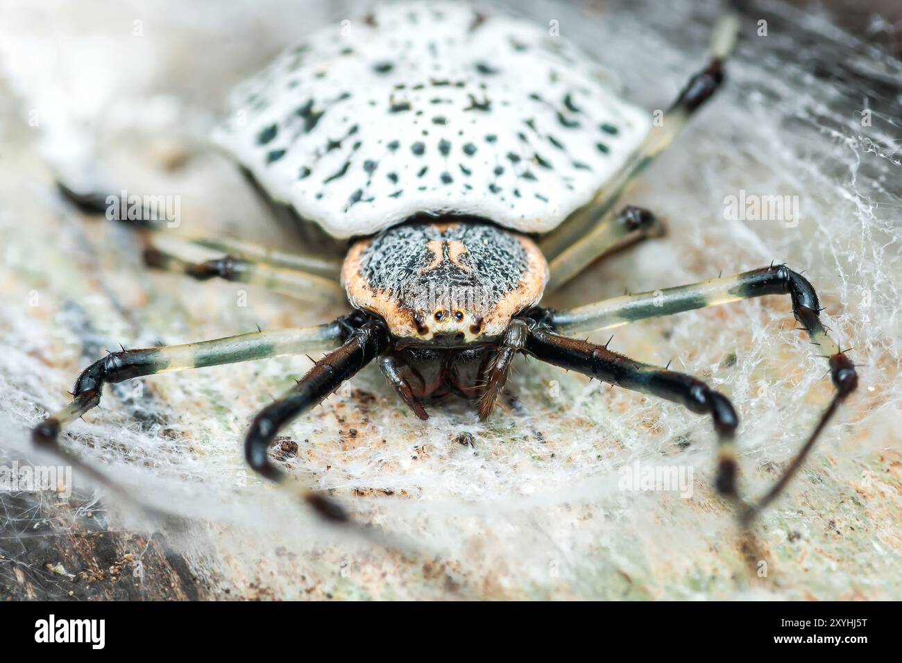 Tree trunk spider, Herennia sp on tree, white spider it staying in web ...