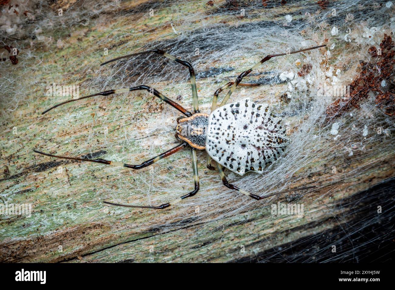 Large spider web in tree hi-res stock photography and images - Alamy