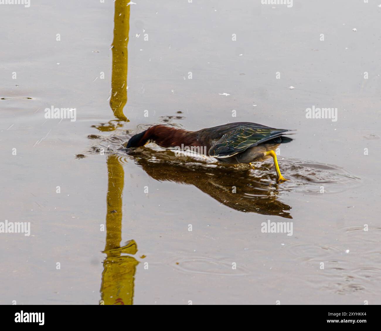 Green Heron Hunting in Wetlands Stock Photo - Alamy