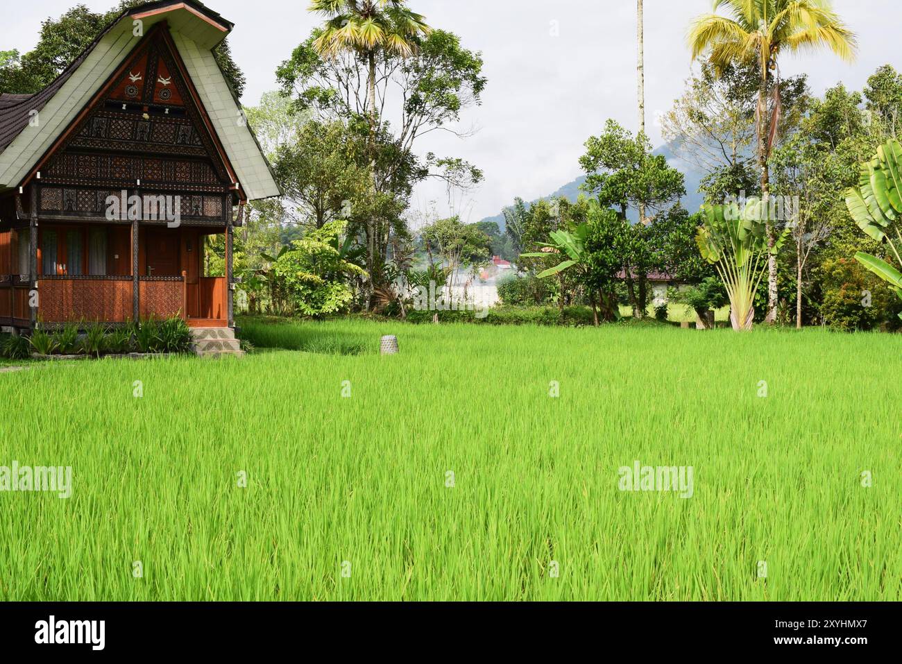 Tongkonan traditional houses and natural scenery in North Toraja ...