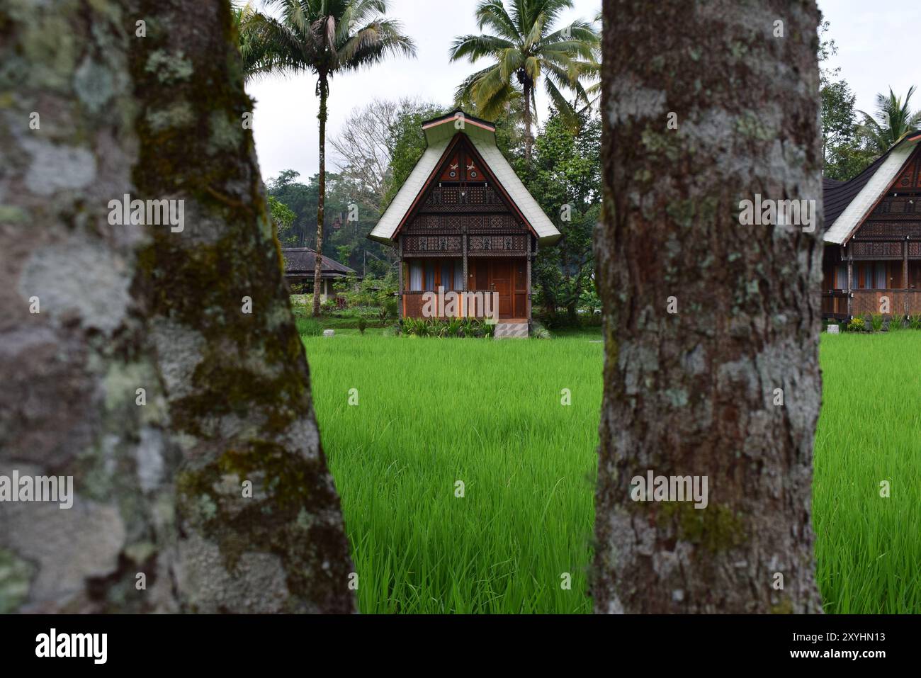 Tongkonan traditional houses and natural scenery in North Toraja ...
