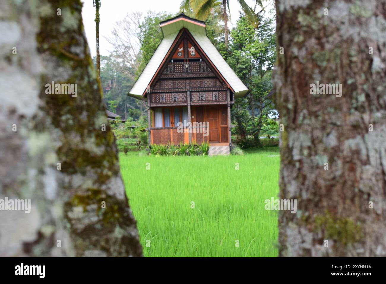Tongkonan traditional houses and natural scenery in North Toraja ...