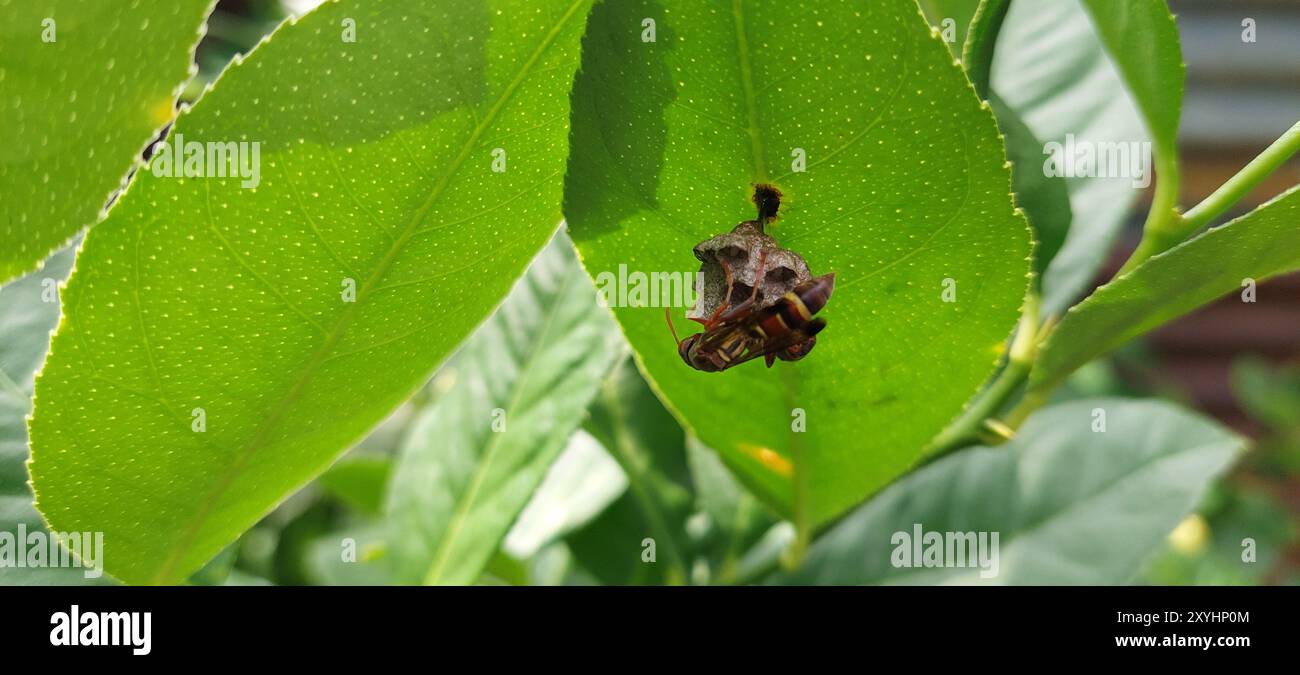 Wasps, Asian Giant Wasps, build nests on leaves. Flying insects are ...