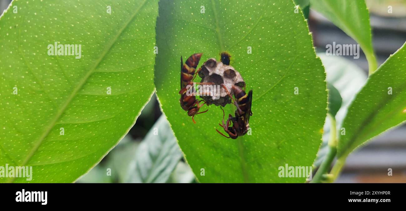 Wasps, Asian Giant Wasps, build nests on leaves. Flying insects are ...