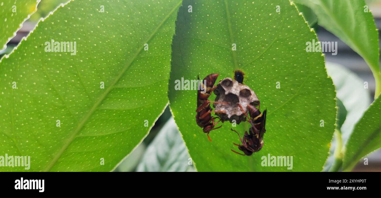 Wasps, Asian Giant Wasps, build nests on leaves. Flying insects are ...