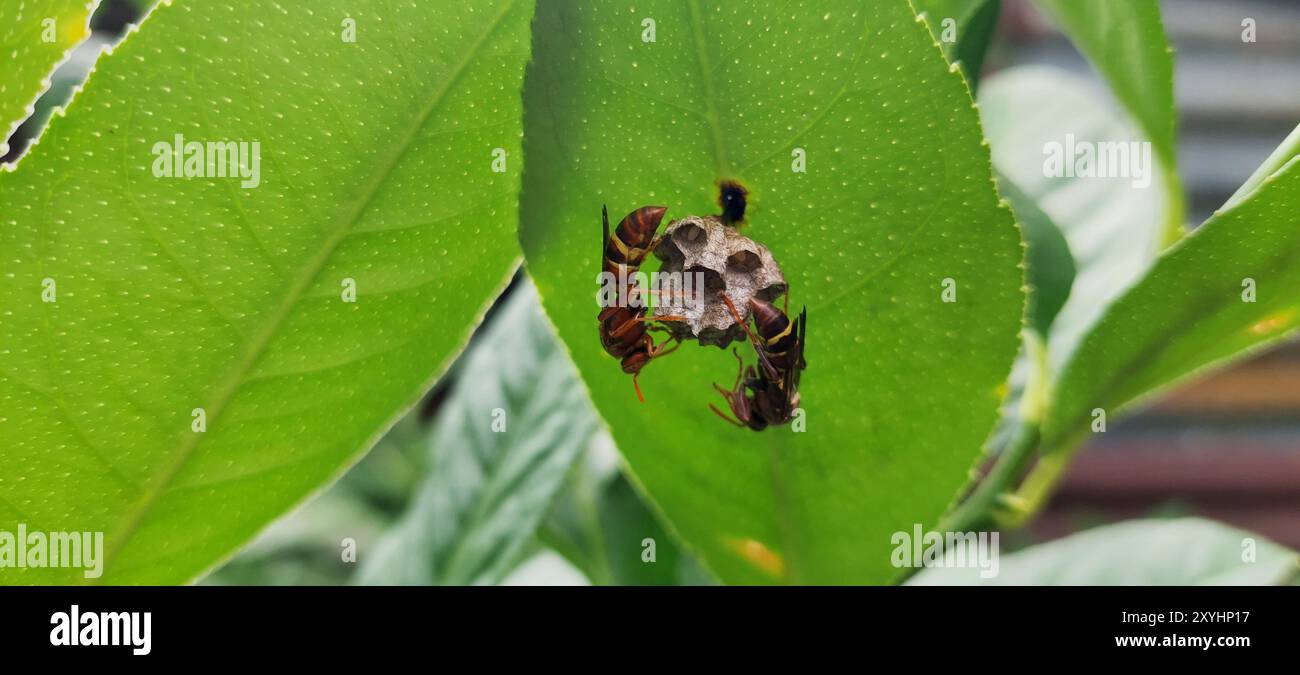 Wasps, Asian Giant Wasps, build nests on leaves. Flying insects are ...