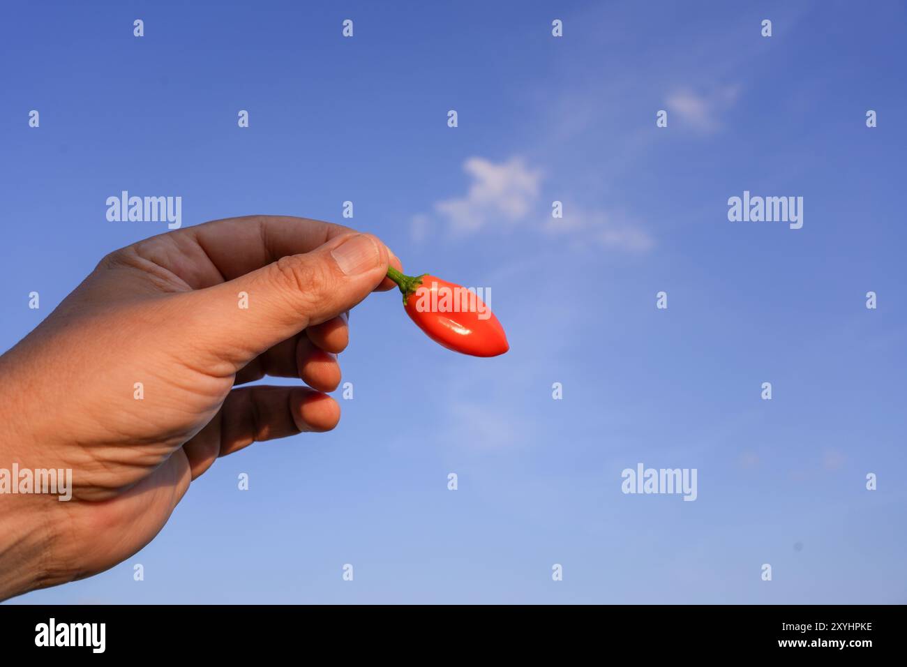 Young red chilli in female hand against blue sky Stock Photo - Alamy